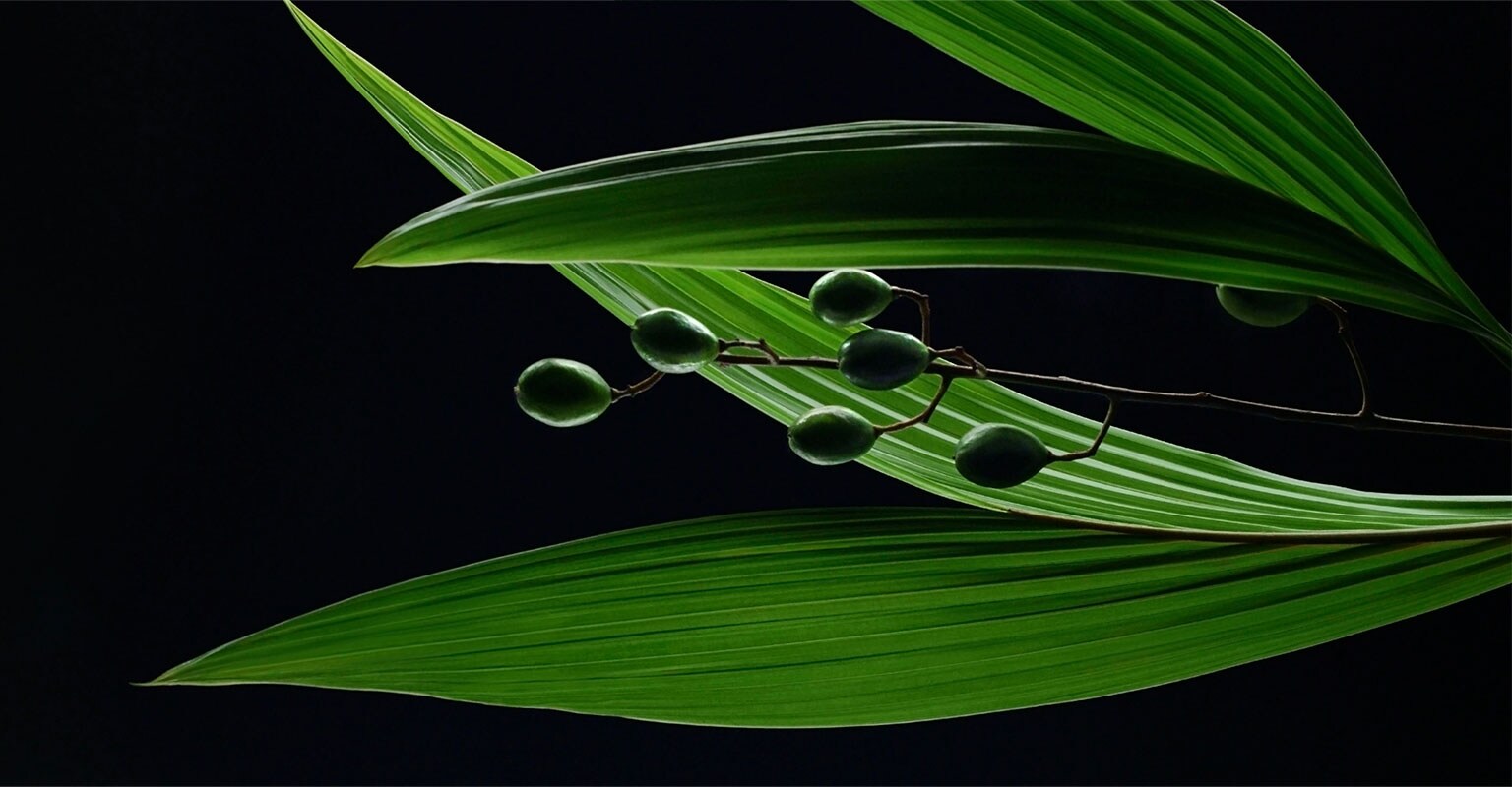 Botanical Repair bond-building strengthening hair care | Aveda